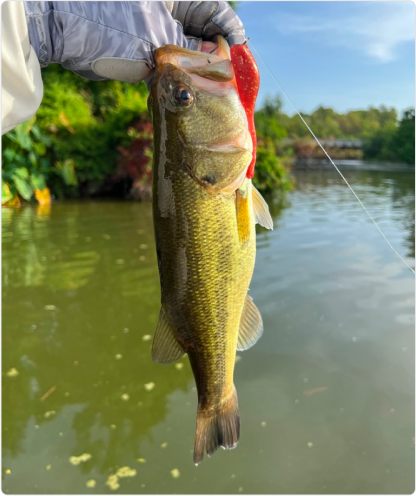 Dropshot Lures – WM Bayou